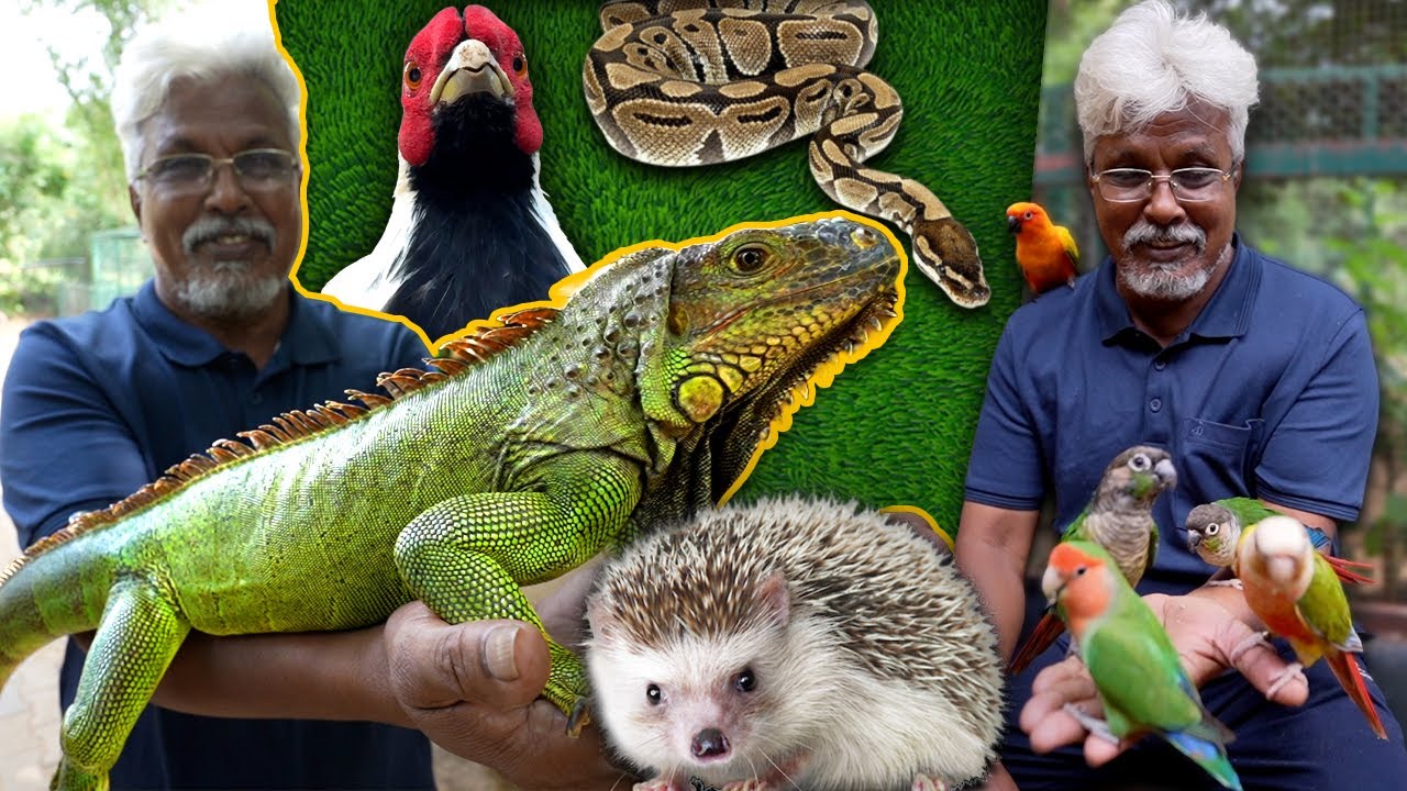 Pets Paradise at Bangalore ️| Prani Pet Sanctuary 😍 - YouTube