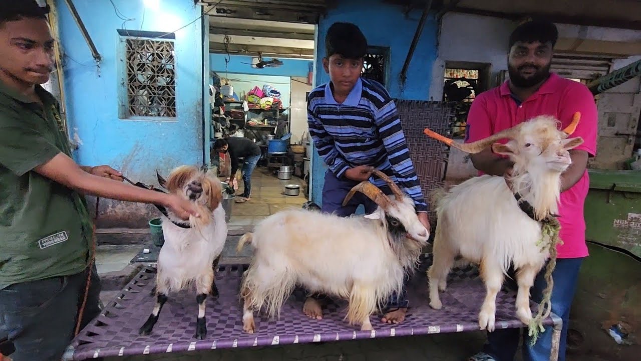 Exotic Xing And Bantam Goats At GK Goat Farm Mumbai. - YouTube