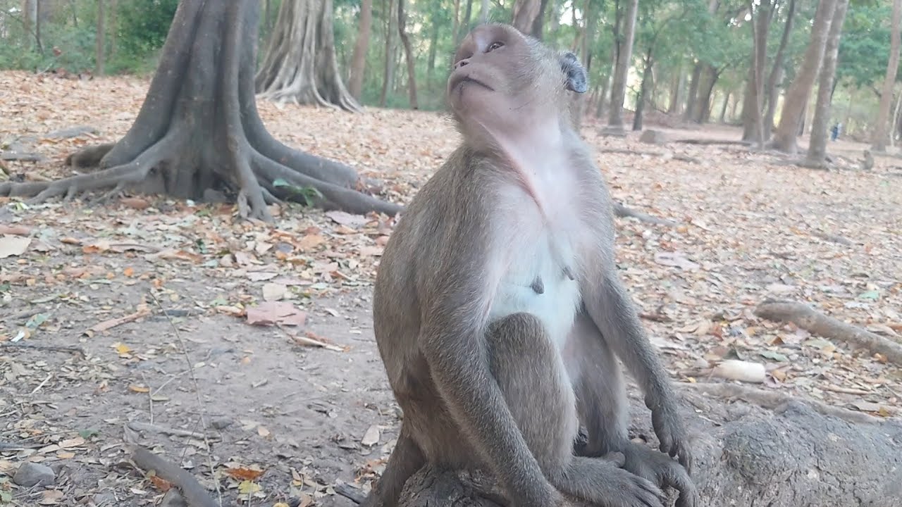 Jazzy monkey in real activity in evening, She show in amazing before ...