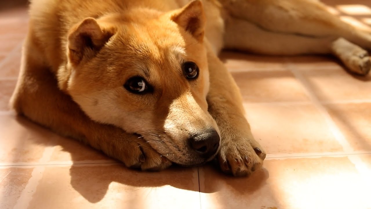 Dog mukbang eat gizzard - YouTube