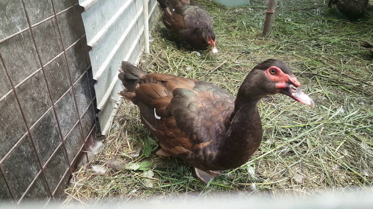 Muscovy drake chocolate by Dark Chocolate Loft - YouTube