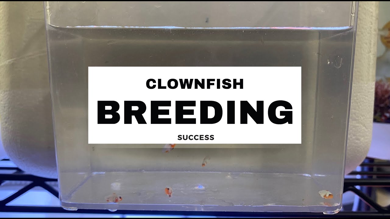 Clown Fish Breeding Success - My Experience - YouTube