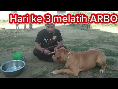 Hari ke 3 Melatih ARBO - YouTube