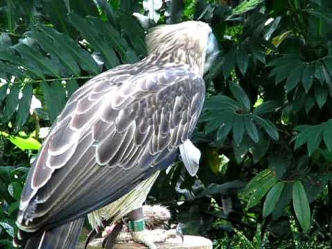 Philippine Eagle Calinan Davao - YouTube