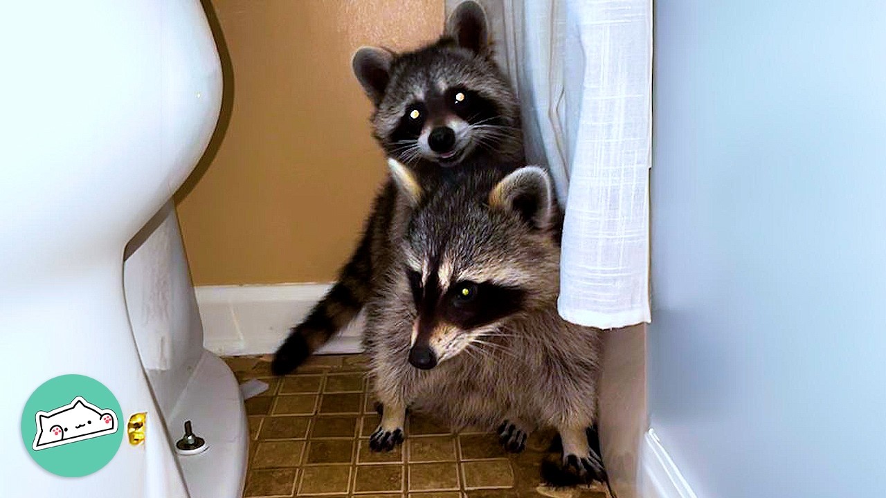 Awkward Racoons Are Obsessed With Bath Time | Cuddle Buddies - YouTube