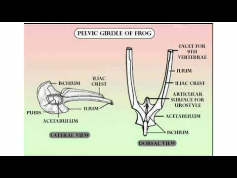 Pelvic Girdle of Frog - YouTube