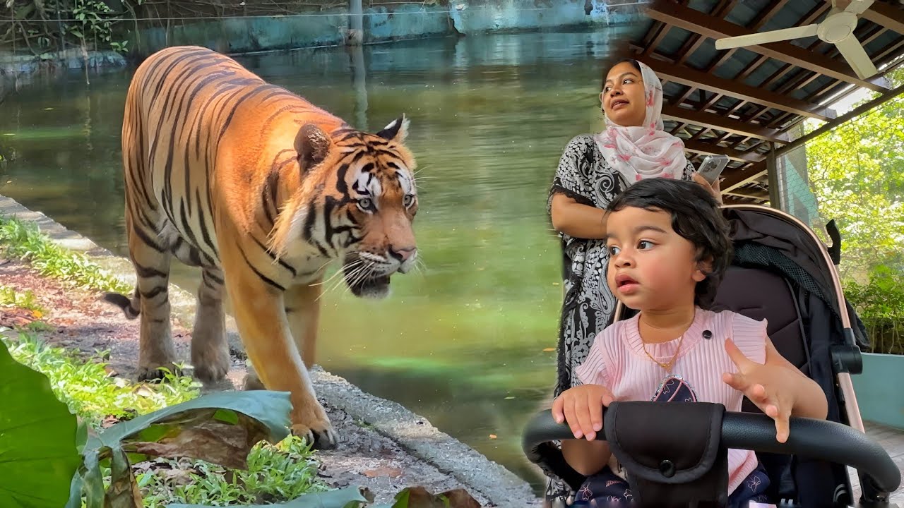 AYRA meets TIGER..🐯 and SCARED..😨 - YouTube