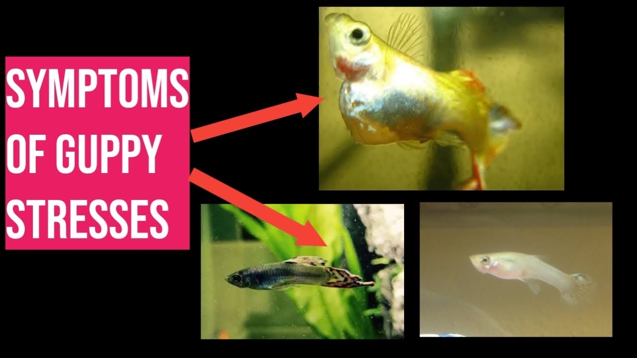 SIGNS of Guppy Stress/Diseases EXPALAINED | Guppy KEEPING tips| - YouTube