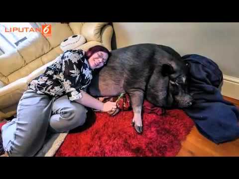 Kisah Interaksi Manusia dan Hewan yang Mengejutkan