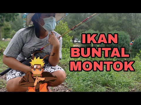 MANCING AMBYAR ~ MANCING CANTIK ~ FISHING MANIA ~ LADY FISHING - Ikan ...