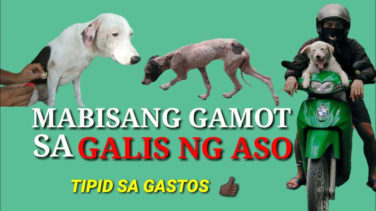Mabisang gamot sa galis ng aso - YouTube