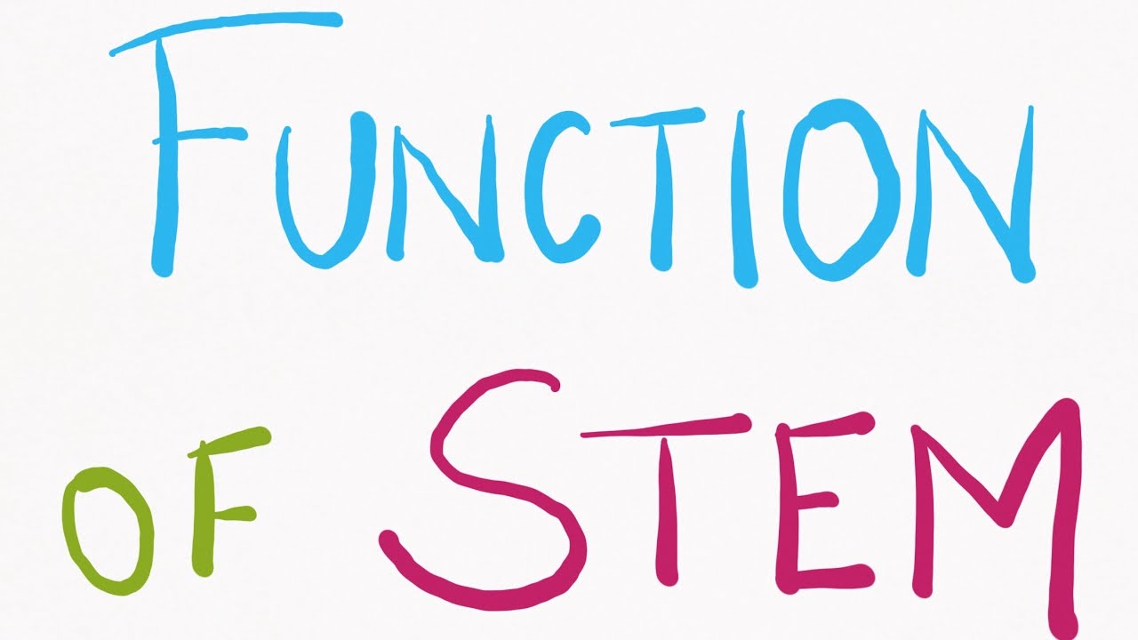 function of stem - YouTube