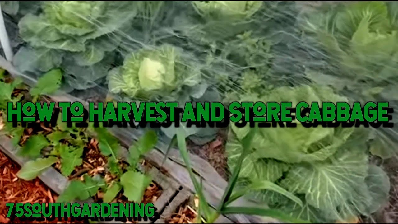 How to Harvest and Store Cabbage - YouTube