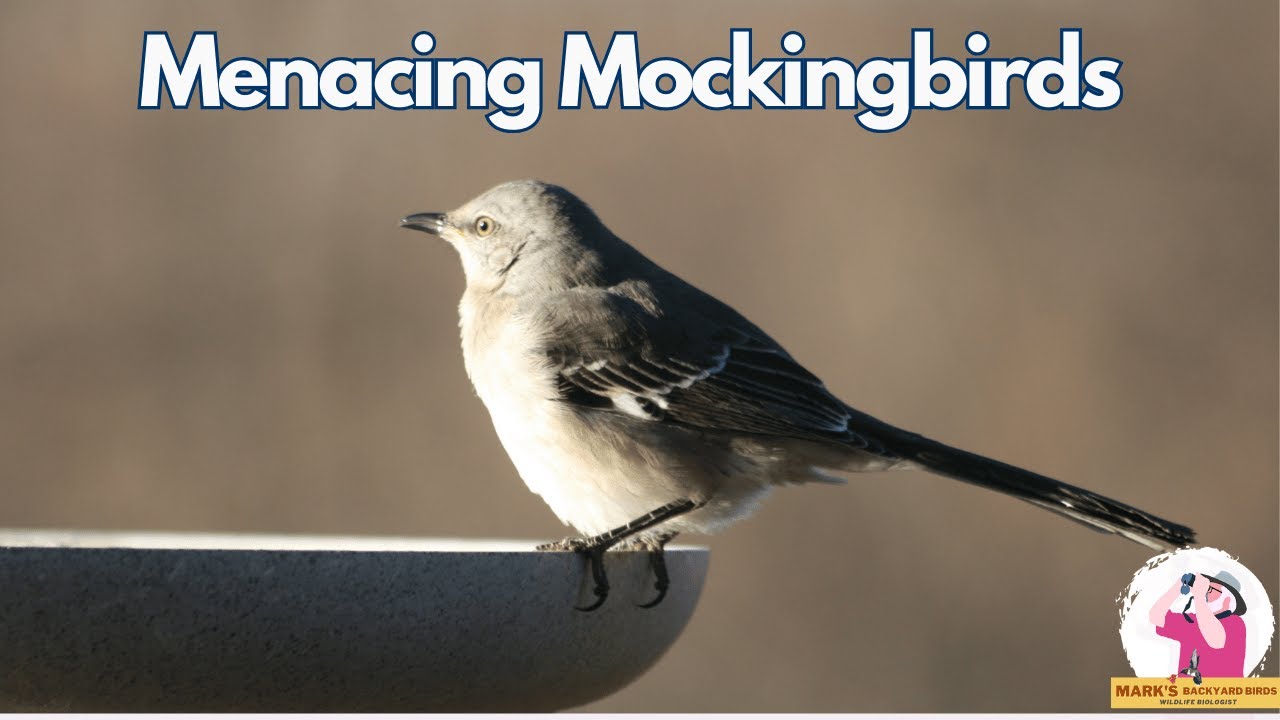 Dealing With Menacing Mockingbirds - YouTube