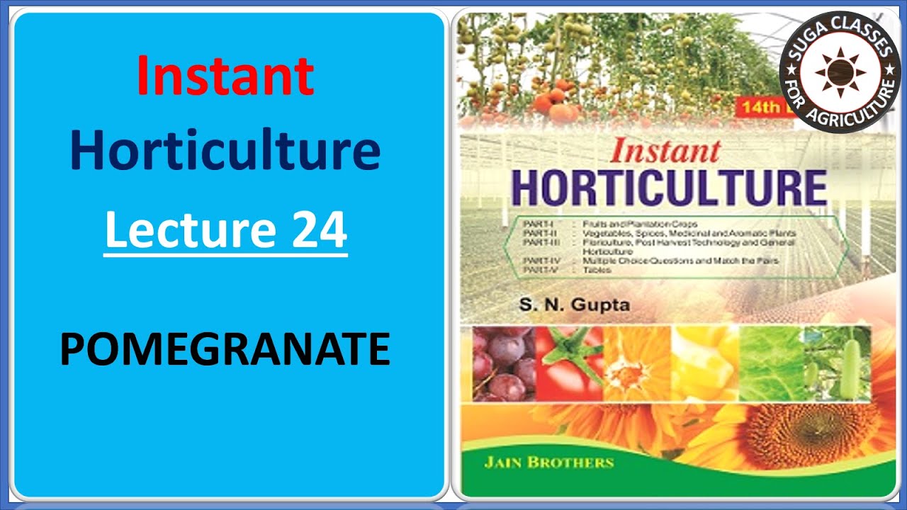 Lecture 24 Instant Horticulture pomegranate by Vijay Kumar Giri - YouTube