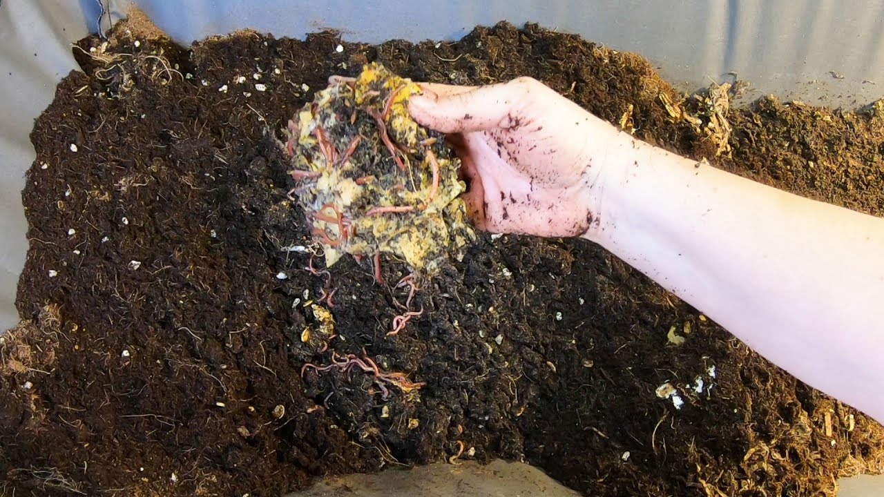 Amazing Basement Worm Farm Setup That Actually Works! - YouTube