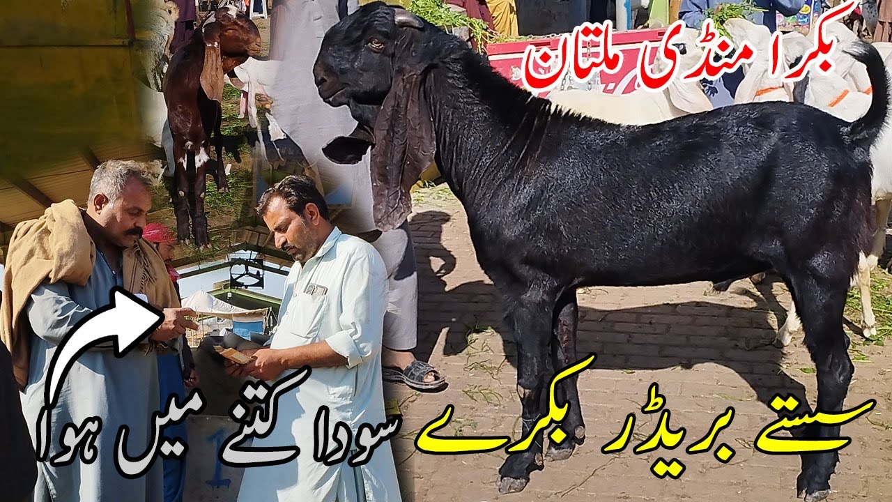 Breeder Bakray Pakistan | Achi Nasl Ke Bakray | Saste Deal | Mandi Kay ...