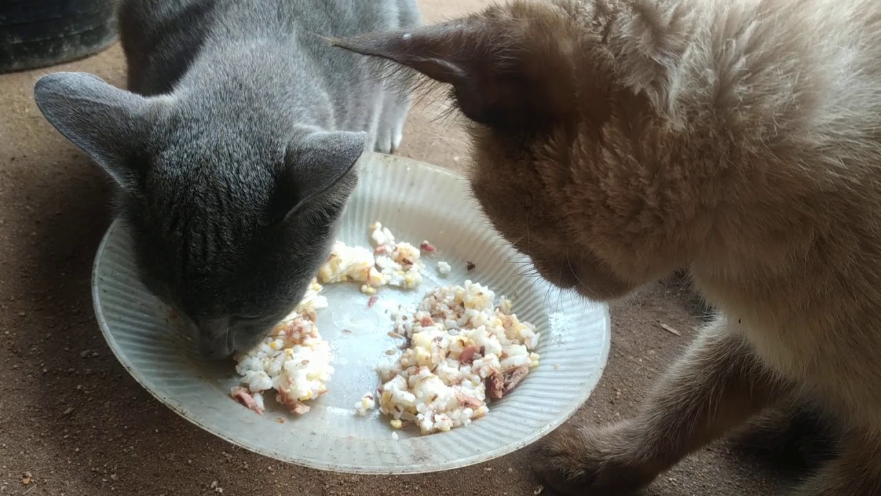 Ketika Kucing Busok Makan yang lain Auto Diam (Kucing Raas) - YouTube