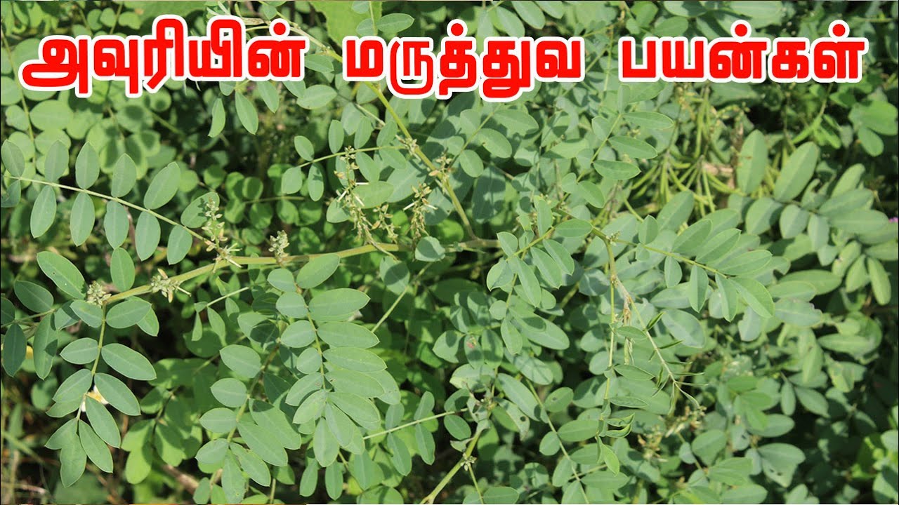 நஞ்சை முறிக்கும் மூலிகை நீலி அவுரி | அவுரியின் வைத்தியம் Avuri medicine ...