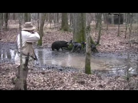 Craziest Wild Hog Hunting EVER! Part 1 - Uncountable Hogs - YouTube
