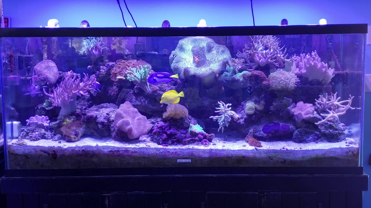 1/18/2020 Lieutenant Tang Introduced to 220g-1 - YouTube