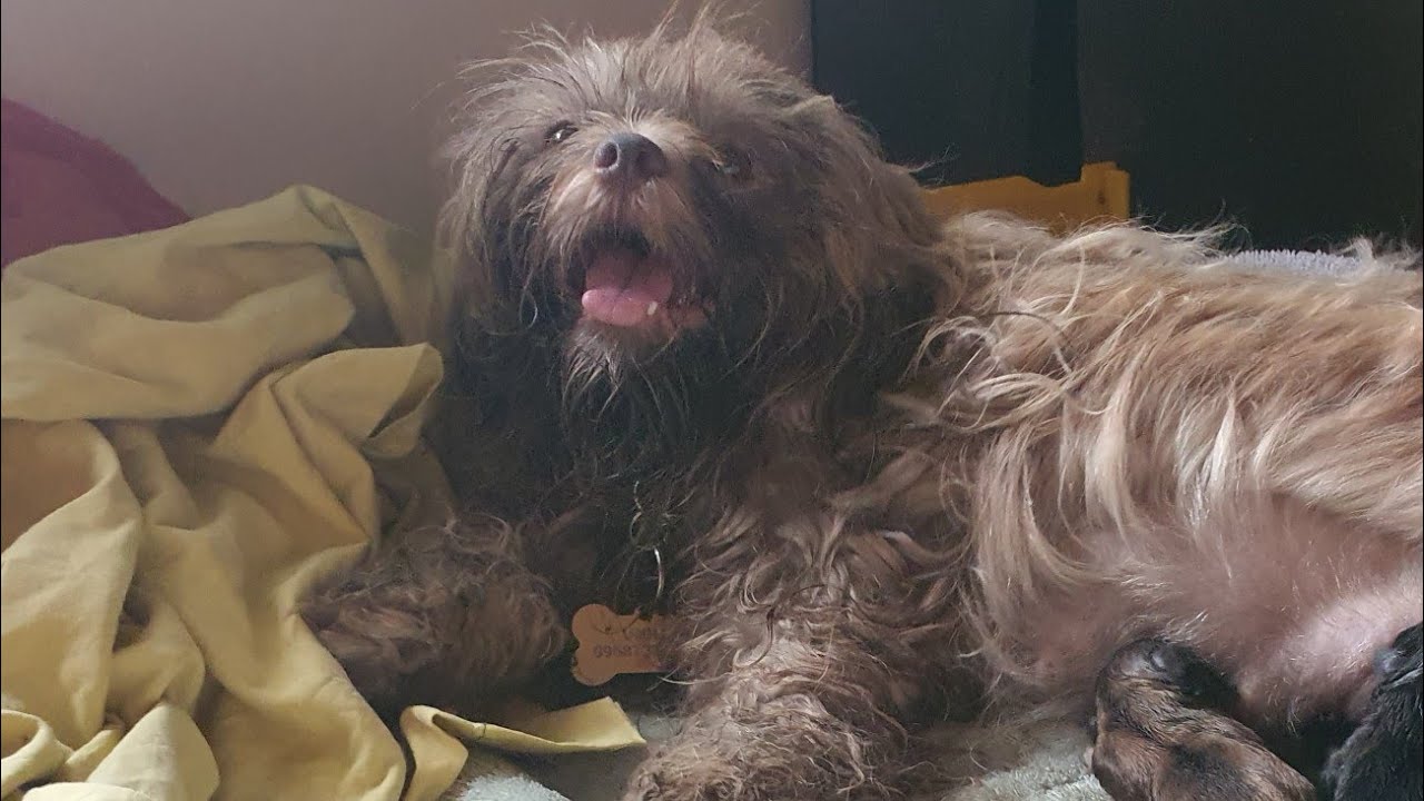 SHIH TZU giving BIRTH for the FIRST TIME | 5 PUPPIES - YouTube