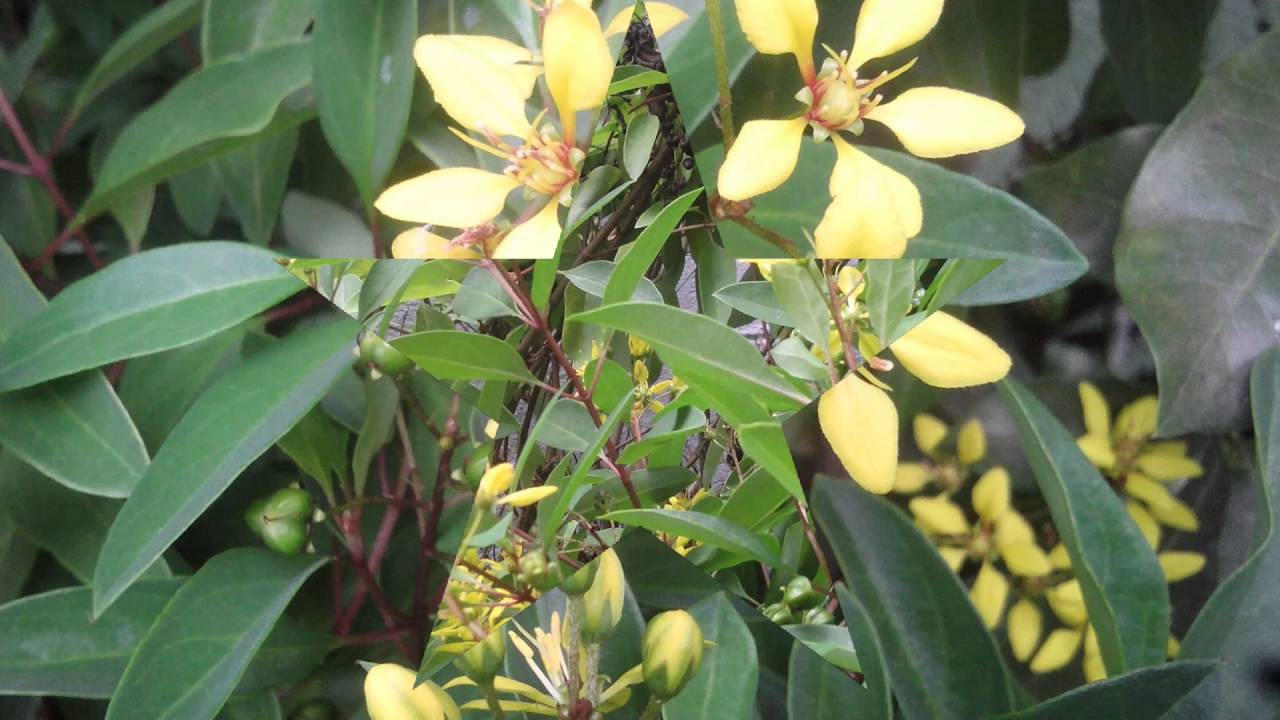 Galphimia glauca ''''''''' top summer garden - YouTube