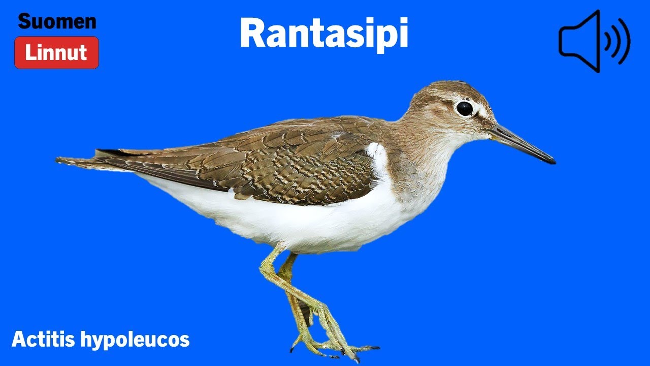 Rantasipi - Actitis hypoleucos - Common Sandpiper - drillsnäppa ...