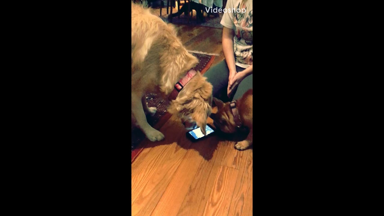Dogs React to Sounds - YouTube
