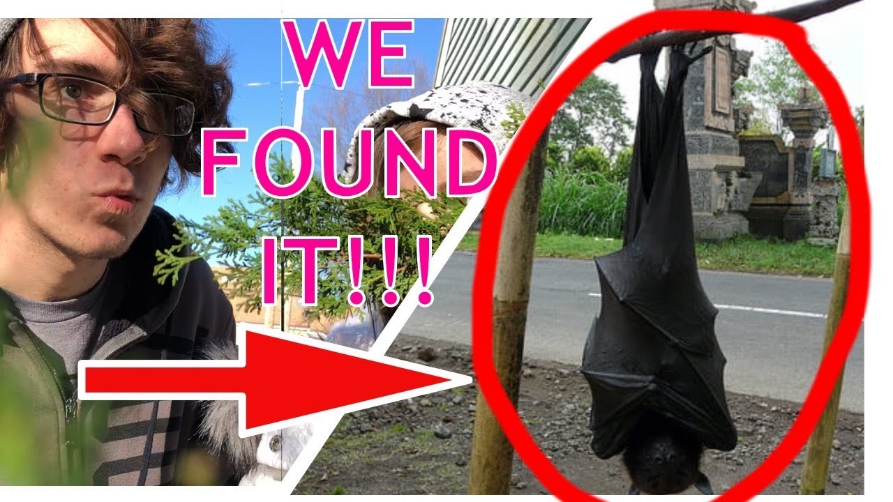 THIS BAT IS SO RARE!!!! THE COLOSSAL VEGAN BAT!!! - YouTube