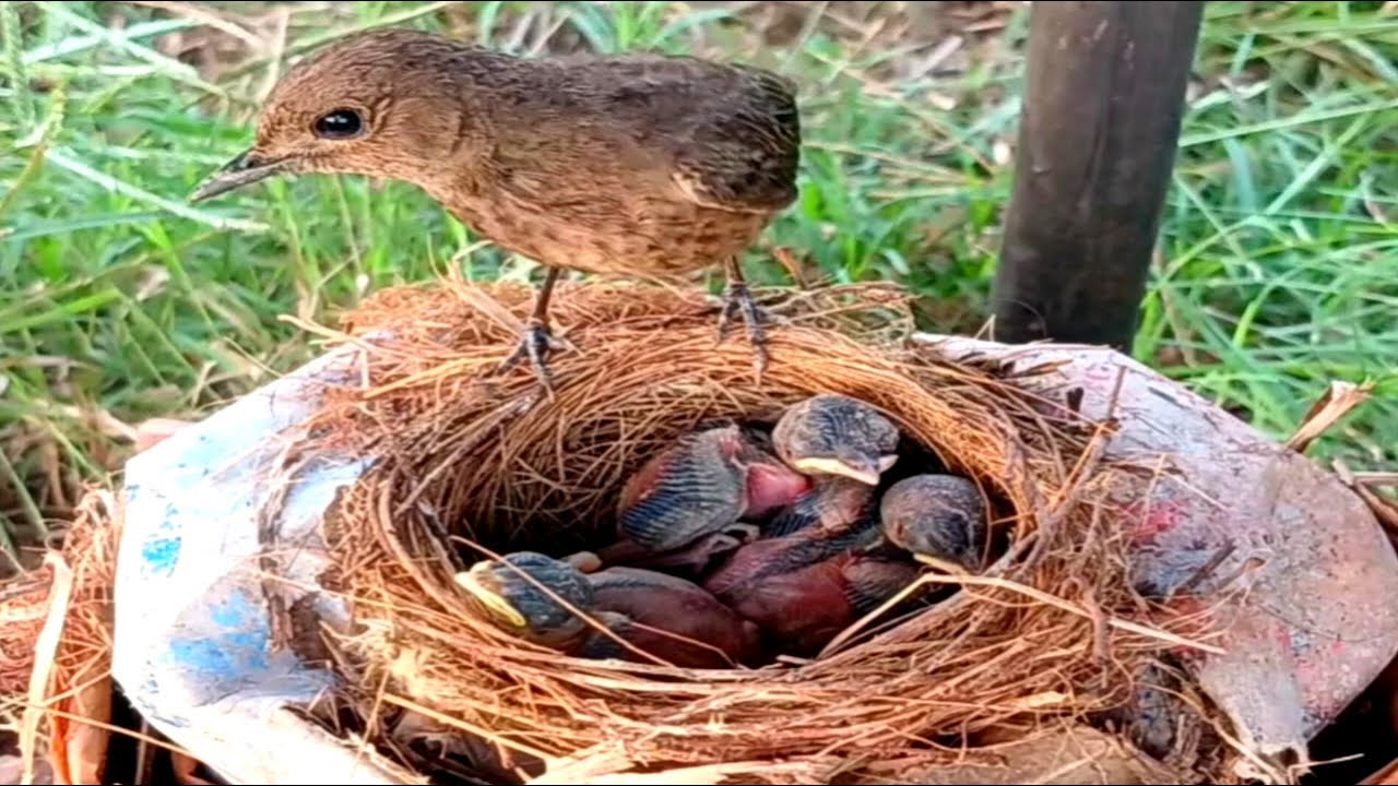 Sooty chat trying Birds Before feeding the chicks, they must check the ...