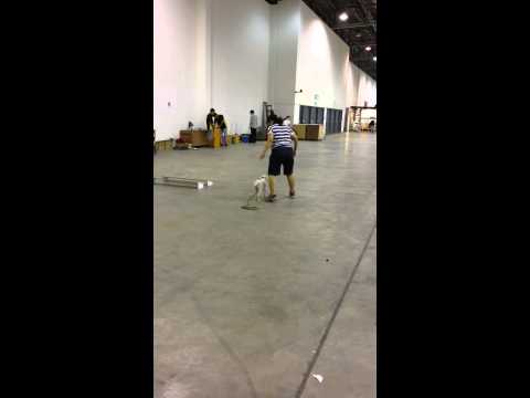 Sg Dog Trainer torturing her dog.