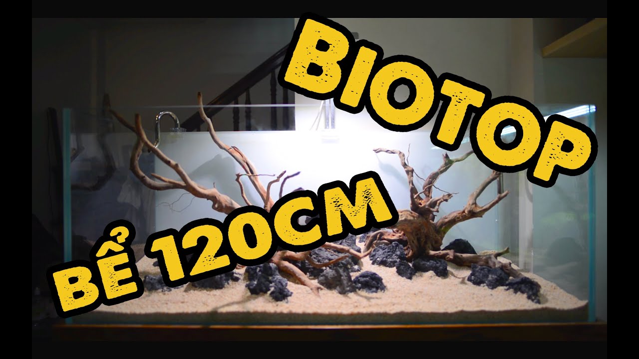 [SETUP] Bể 120cm theo phong cách Biotop... - YouTube