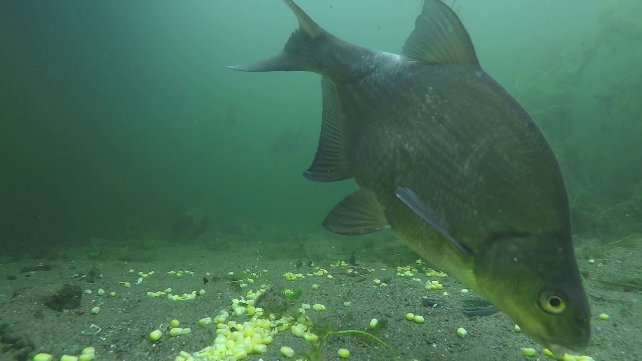 Feeding bream with corn underwater reactions - Matar braxen med majs ...