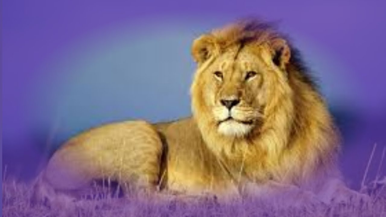 Discovery Video.Animal Plan.National Geography All Video.Shohan ...