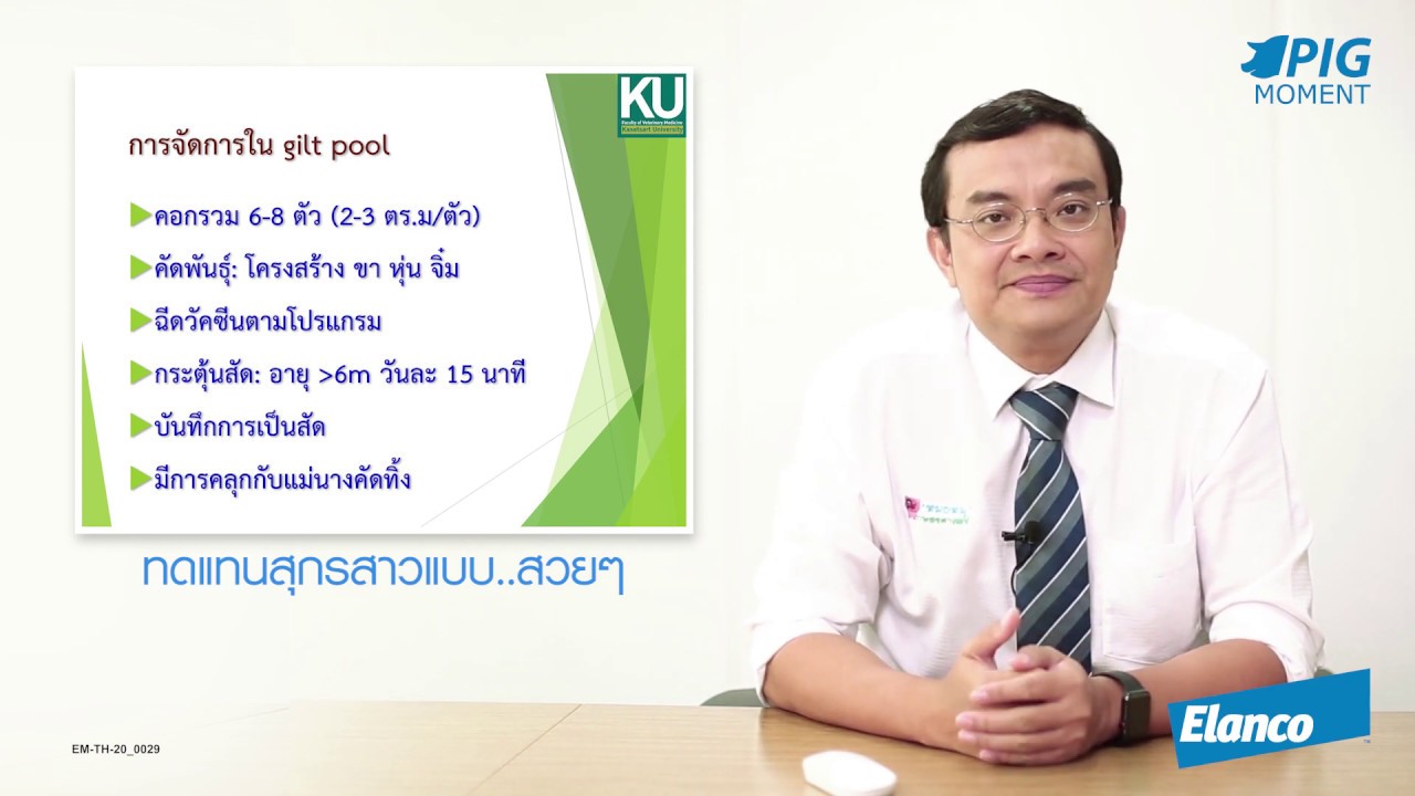 Pig Moment By Elanco Thailand ตอนที่2 ทดแทนสุกรสาวแบบสวยๆ - YouTube