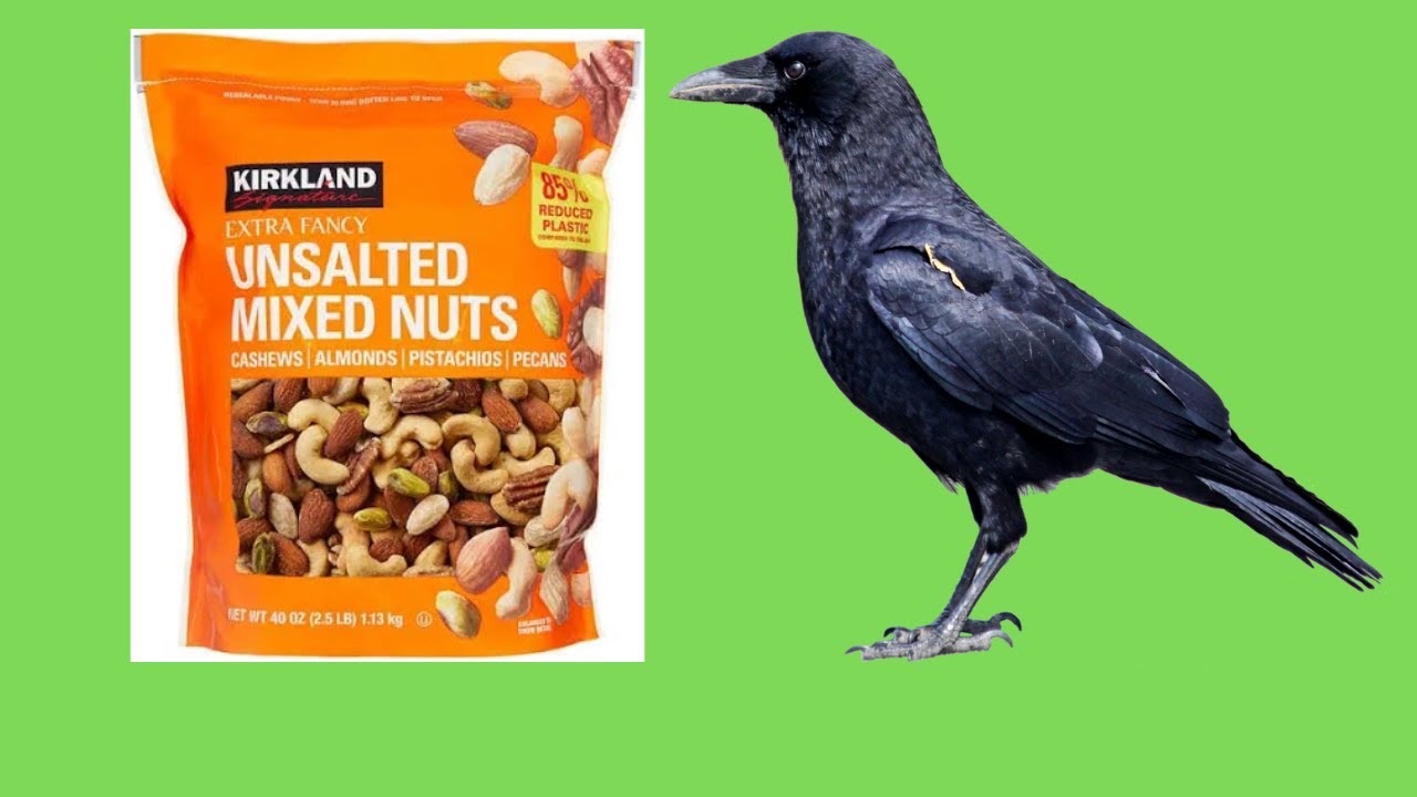 Crow and healthy nuts ️ - YouTube