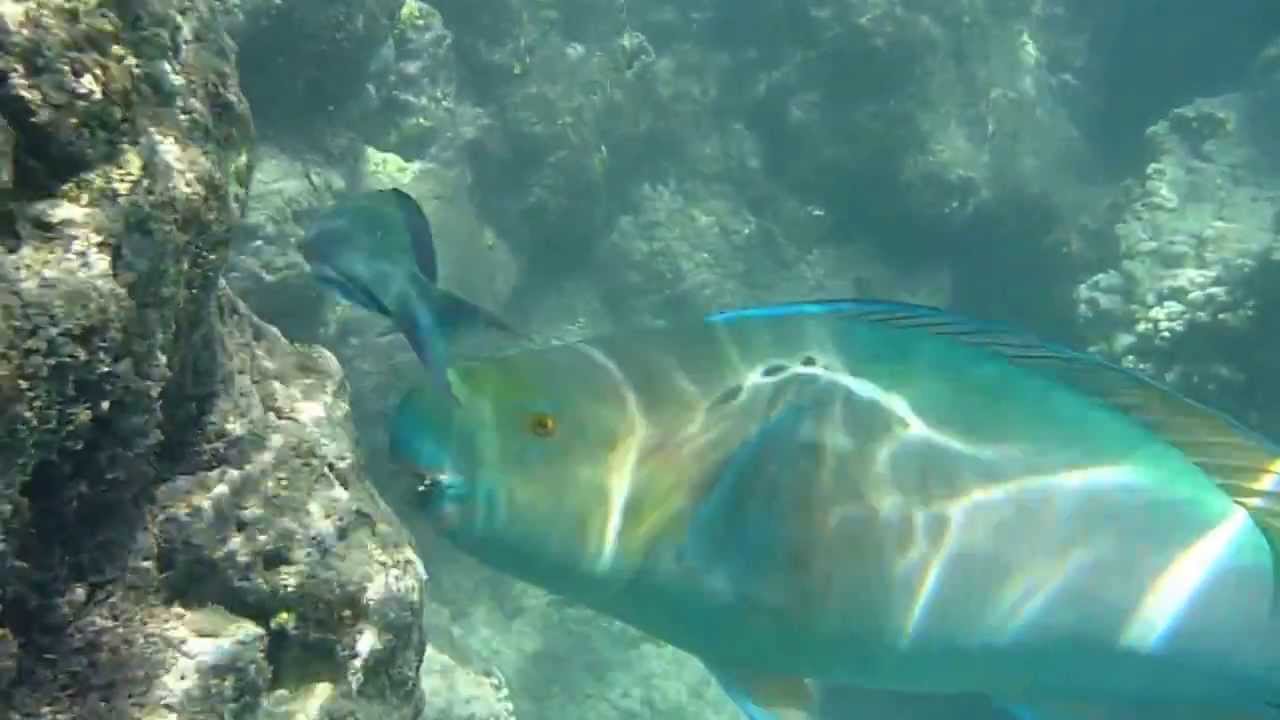 Ember Parrotfish (Scarus rubroviolaceus). Oahu, Hawaii 2014. - YouTube