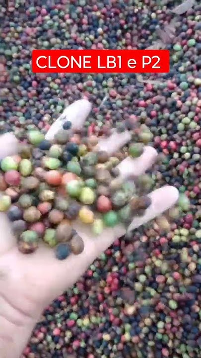 CLONE LB1 e P2 maduro #shorts - YouTube