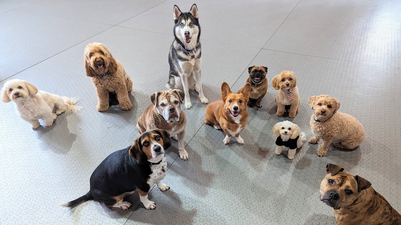 Doggie Daycare | Weekly Roundup #92 Paws & Effect Inc - YouTube