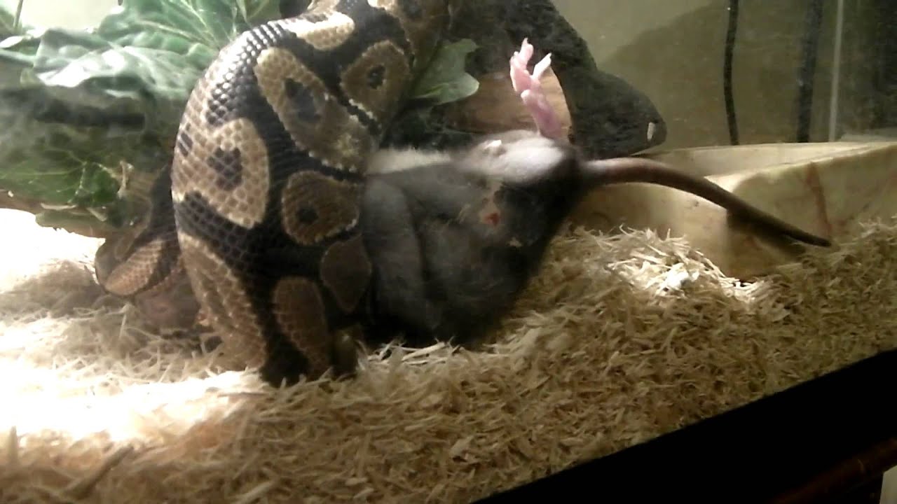 Ball Python eats Rat - YouTube