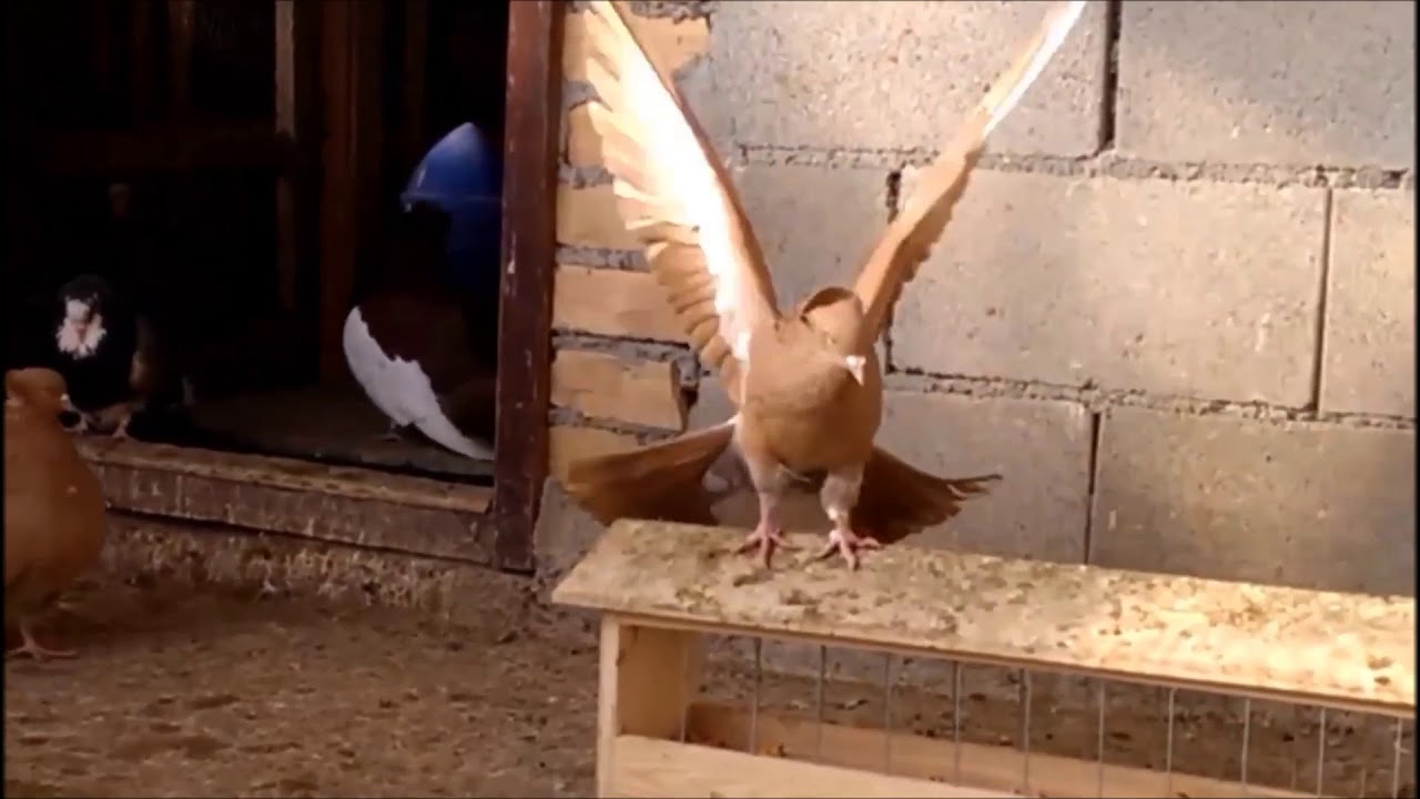 Pigeon Serbian Highflyer 2018 - YouTube