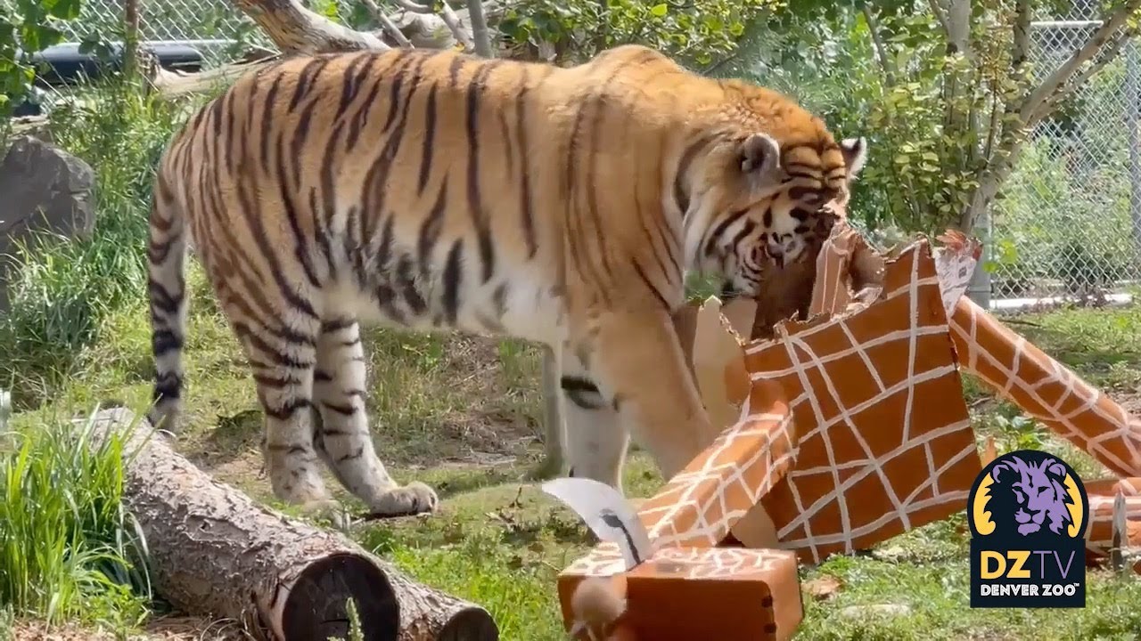 Yuri the Amur Tiger Enjoys Enrichment - YouTube