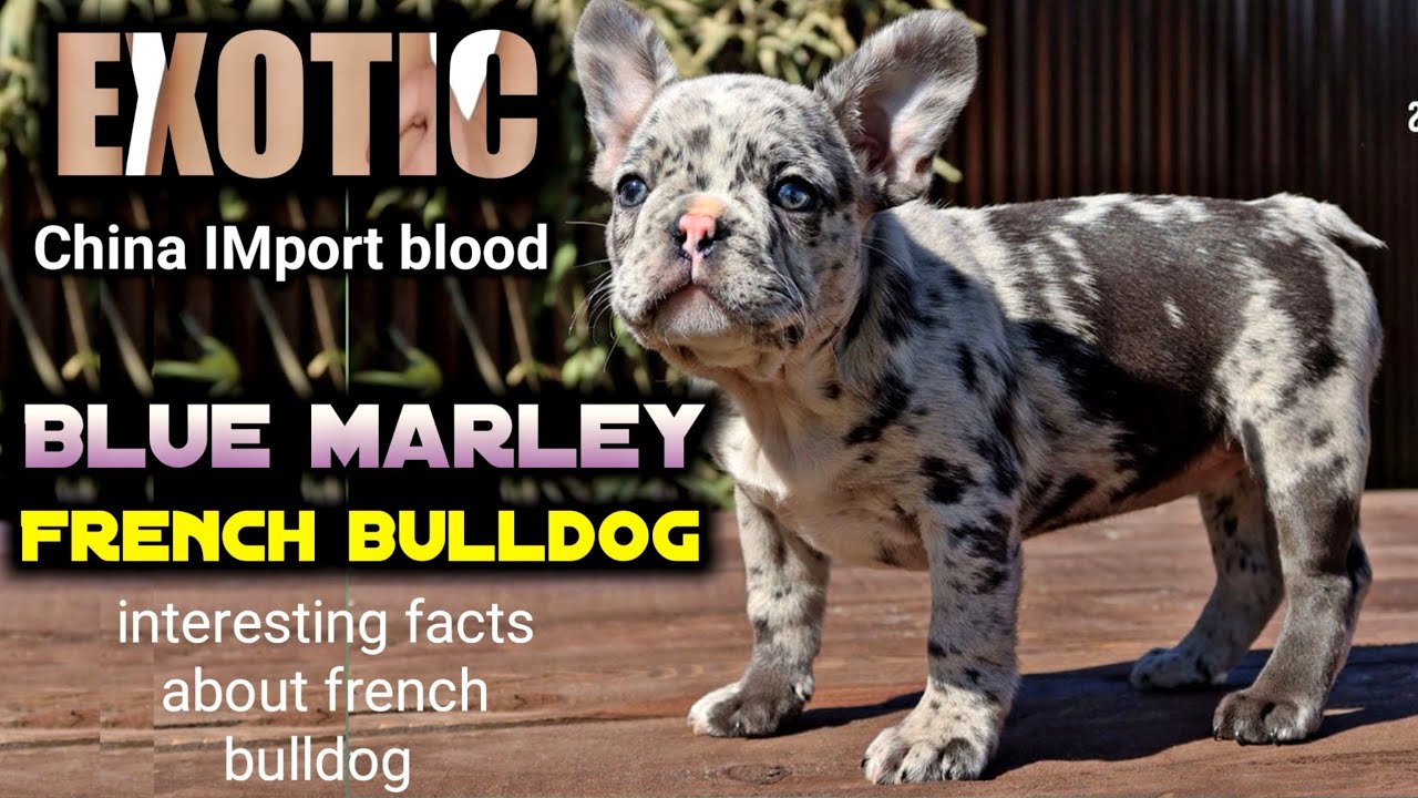 Exotic Blue marley china Import French bulldog puppy - YouTube