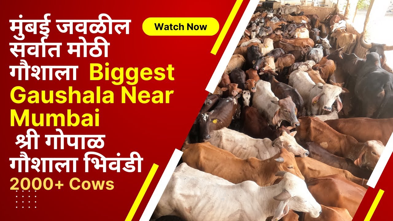 मुंबई जवळील सर्वात मोठी गौशाला I Biggest Gaushala Near Mumbai I श्री ...