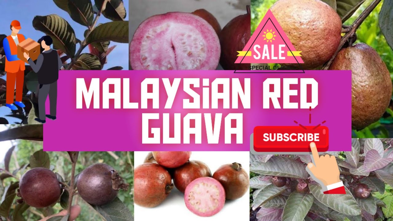 Malaysian Red guava # Beetroot guava plant #fruit #garden #flowers # ...
