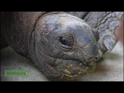 Wild Wonders Exploring The Extraordinary Live Of 10 Remarkable Animals ...