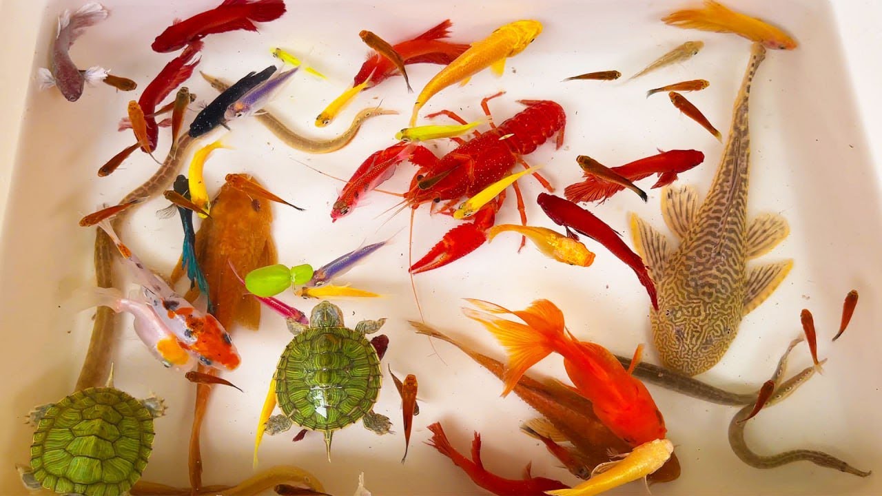 Great! Catch up Amazing Ornamental Fish, Goldfish, Baby Turtle, Japan ...