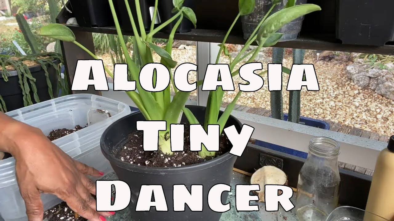 Alocasia Tiny Dancer Plant Rescue Can This Sick Plant Be Saved Rhizome Rot Houseplant Care ...