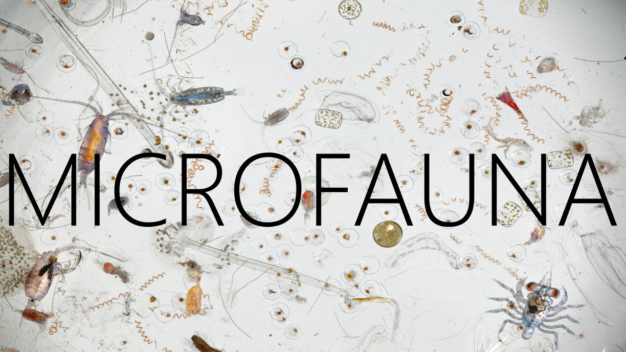 Microfauna En El Acuario Marino - YouTube